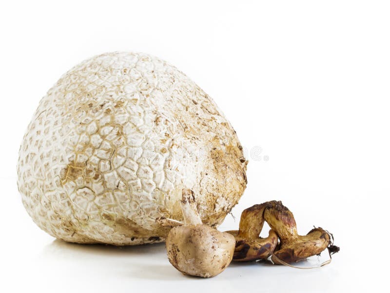 Puffball stock image. Image of polyphyletic, gasteromycetes - 26320061