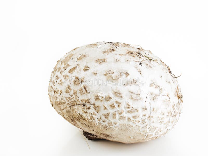 Puffball stock image. Image of gills, assemblage, fungus - 26320095