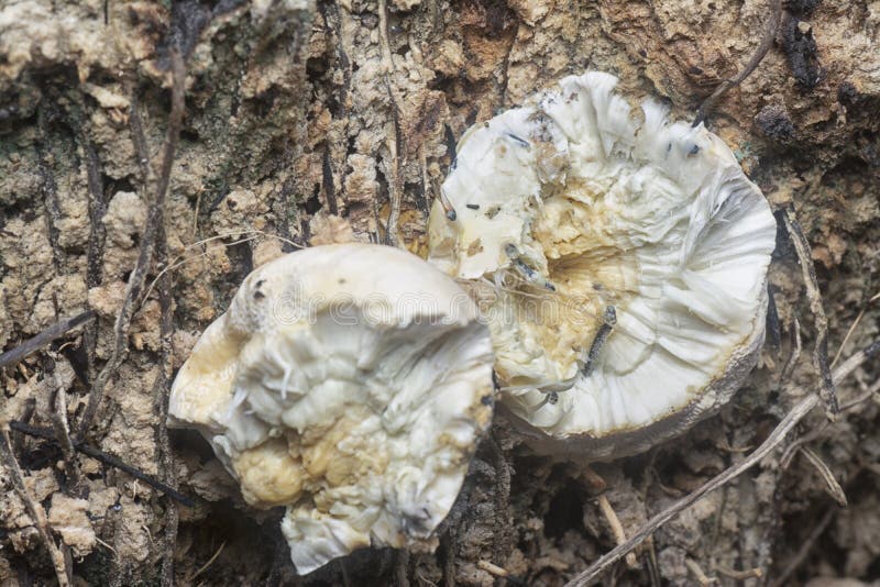 Puffball Like-mushroom Sprouting from the Decay Trunk Stock Photo ...