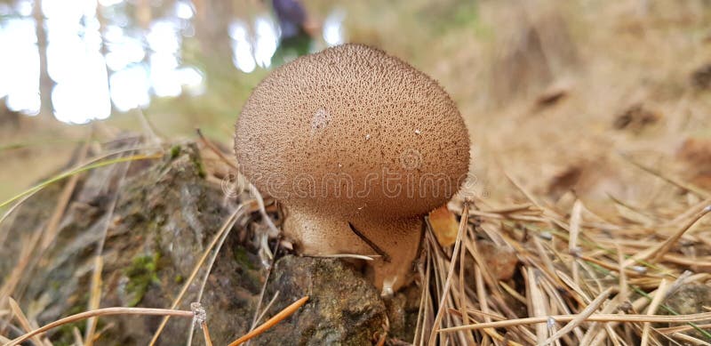 Puffball in macro view stock image. Image of green, puffball - 134053499