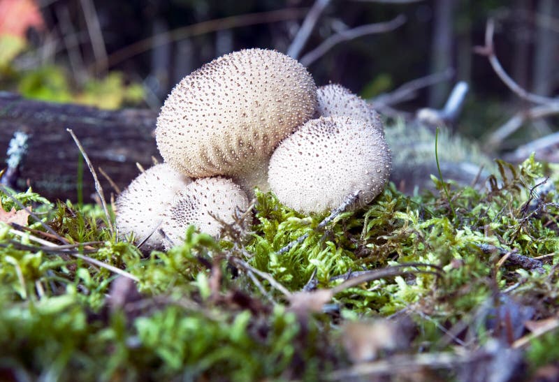 Puffball Mushroom Exploding Spores Stock Image - Image of explosion ...