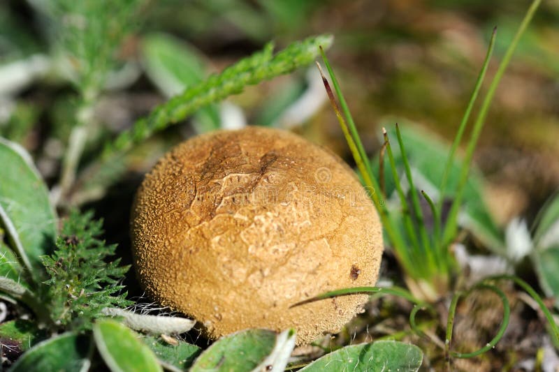 Puffball mushroom stock image. Image of august, puffball - 33214759