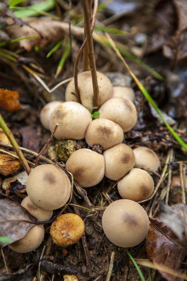 Puffball mushroom stock image. Image of biology, natural - 215623985