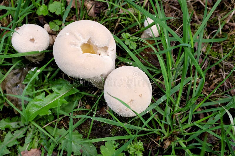 Exploded puffball mushroom stock image. Image of rains - 90279069