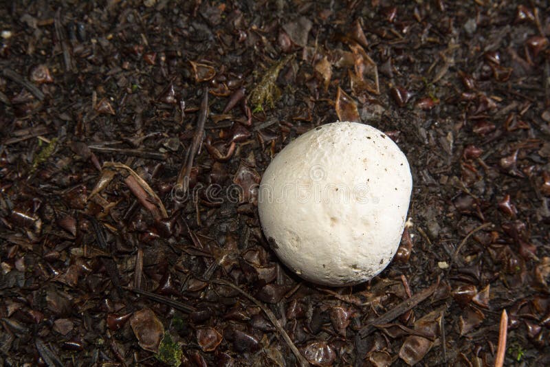 Puffball stock image. Image of edible, kitchen, countryside - 43117179