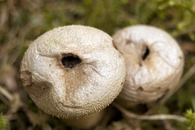 Puffballs stock photo. Image of moss, double, funny, dust - 714888