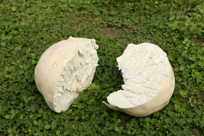 Puffballs stock image. Image of healthy, seeds, fungi - 31896069