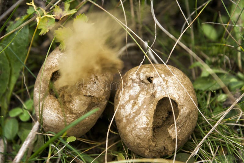 Puffballs stock image. Image of forests, puff, dust, white - 39564145