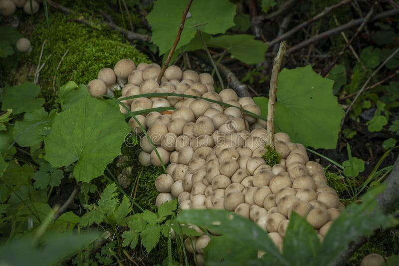 Puffballs on Old Tree in Green Leafs in Mountains Summer Evening Stock ...