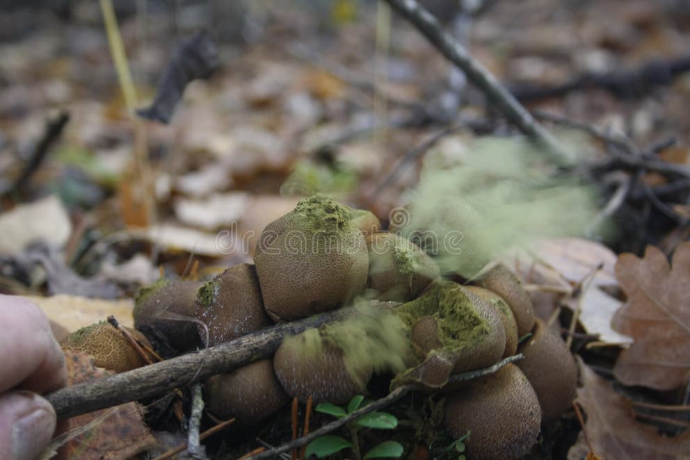 Puffballs stock photo. Image of mushroom, spores, autumn - 61573094