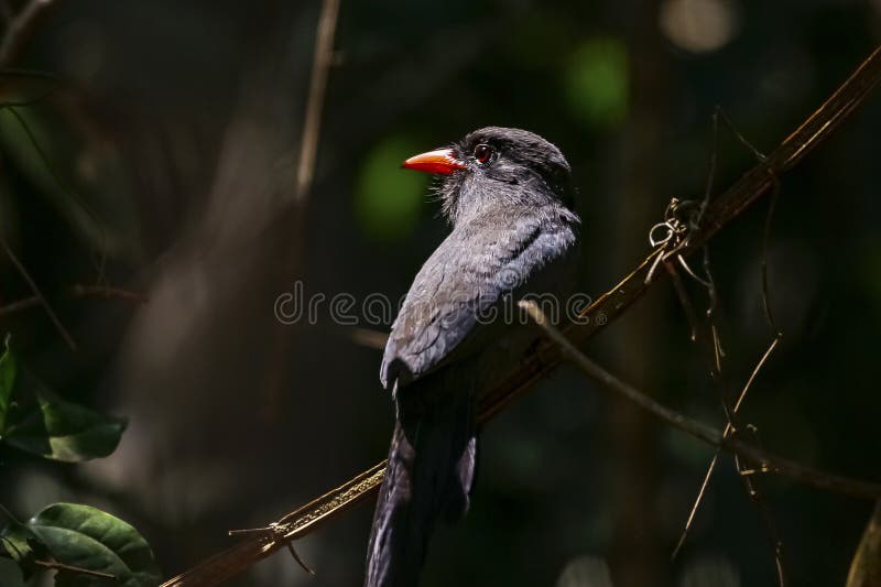 Puffbird Perching in Sunlight Against Dark Background, Amazonian ...
