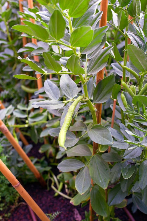 Wachsende Puffbohne stockbild. Bild von puffbohne, wachsende - 34854935