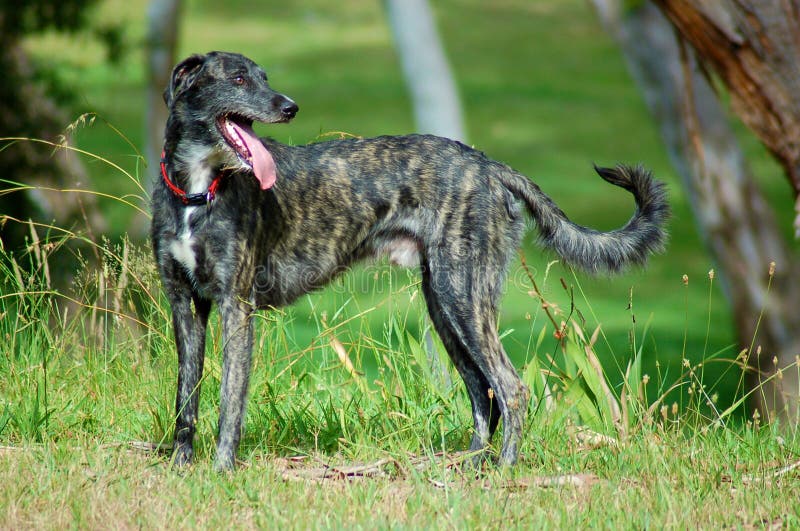 Puffed Dog stock image. Image of messing, cheerful, beauty - 5067925