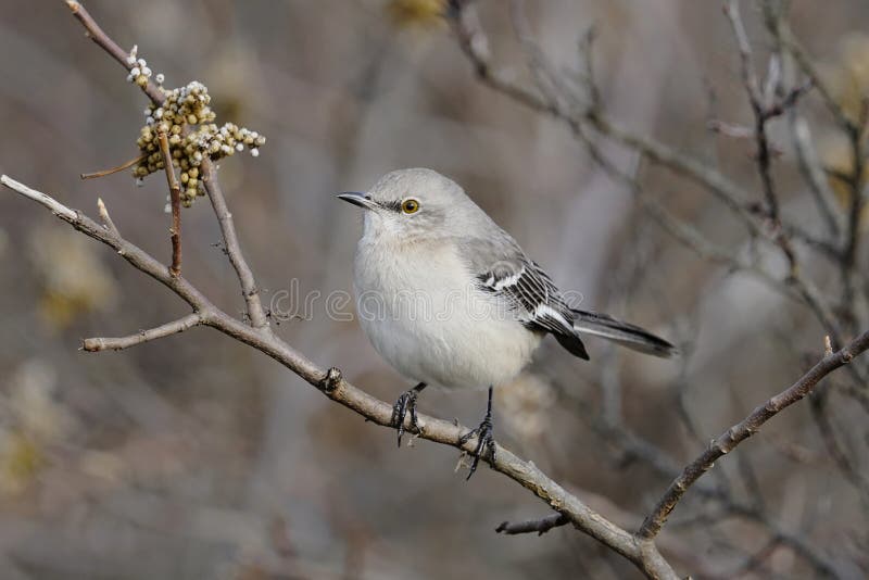 Puffed Mockingbird stock photo. Image of animal, small - 203524660