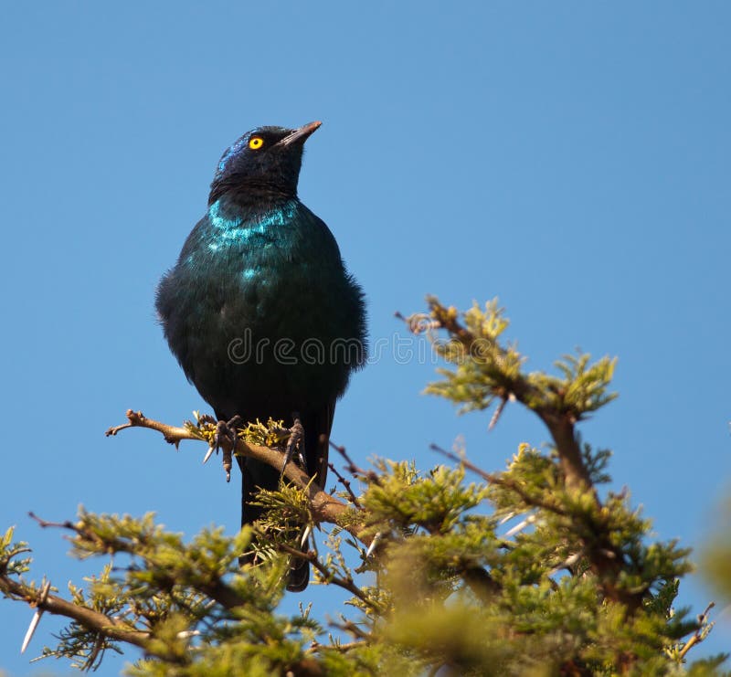 Puffed-up Cape Starling Clear Right Stock Image - Image of lamprotornis ...