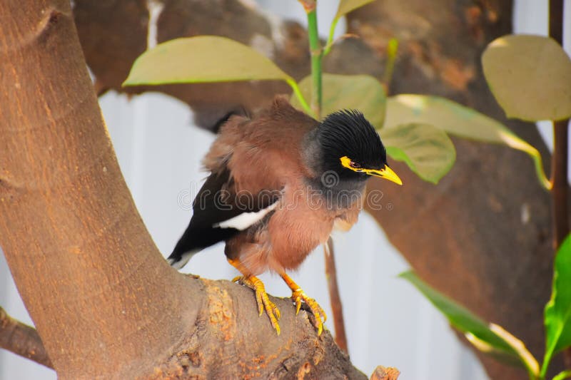 A Puffed Up Myna, Cleaning Itself Stock Image - Image of nature, tree ...