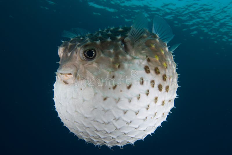 A Puffed Up Porcupinefish (Diodon Hystrix) Stock Photo - Image of ...