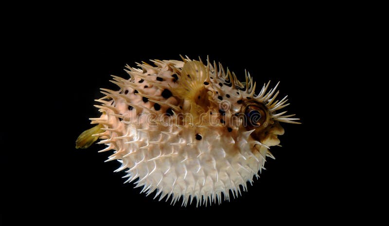 Puffed Up Blowfish Swimming Underwater in the Ocean Stock Photo - Image ...