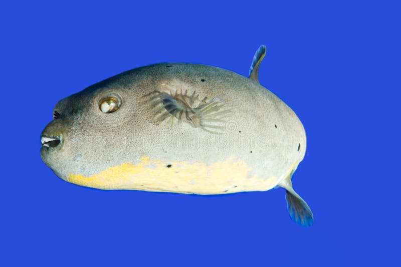 Puffer stock image. Image of diving, aquarium, color - 16134975