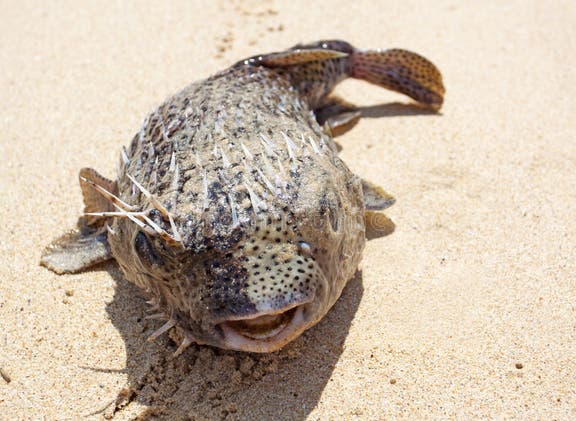 Puffer on the beach stock image. Image of tetraodontiformes - 26551301