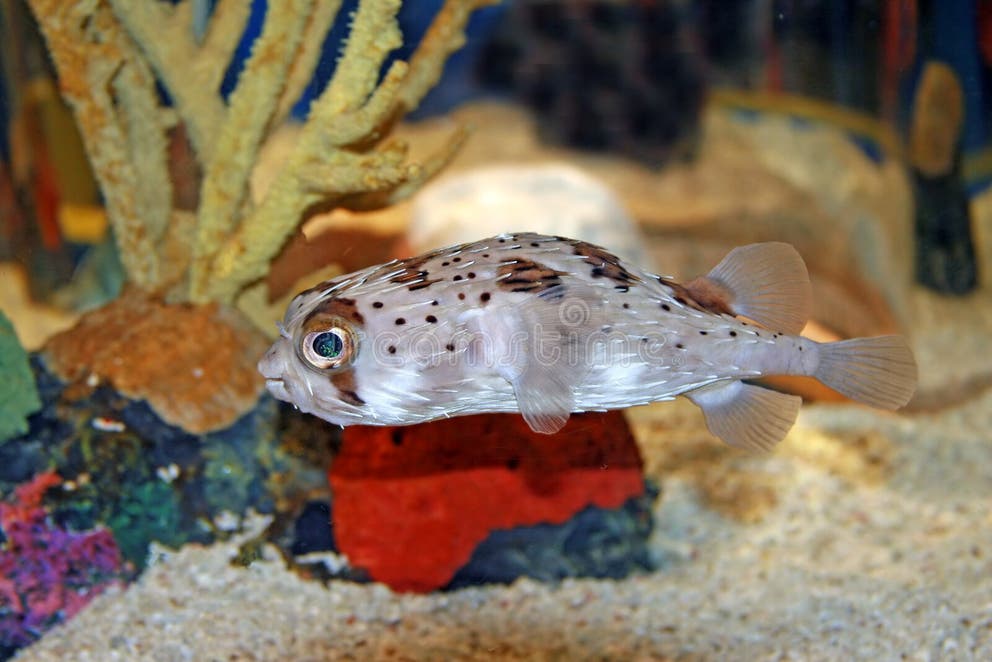 Puffer Blowfish stock image. Image of life, marine, toadies - 5348157