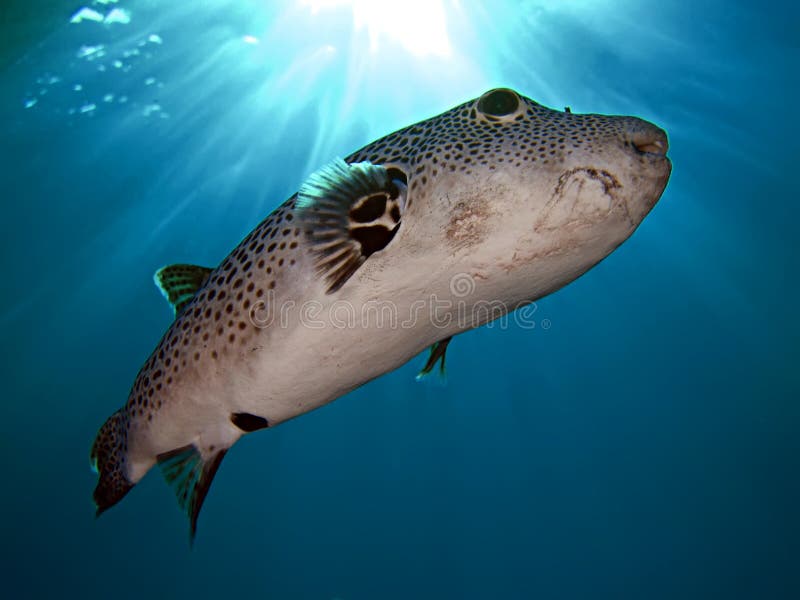Puffer Fish stock image. Image of arothron, reef, pufferfish - 11001847