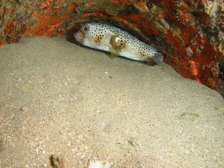 346 Puffer Coast Stock Photos - Free & Royalty-Free Stock Photos from ...