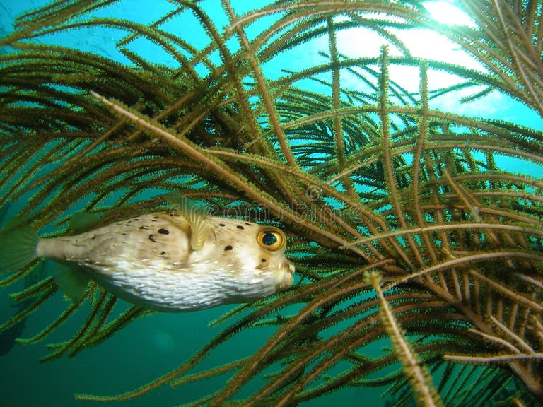 346 Puffer Coast Stock Photos - Free & Royalty-Free Stock Photos from ...