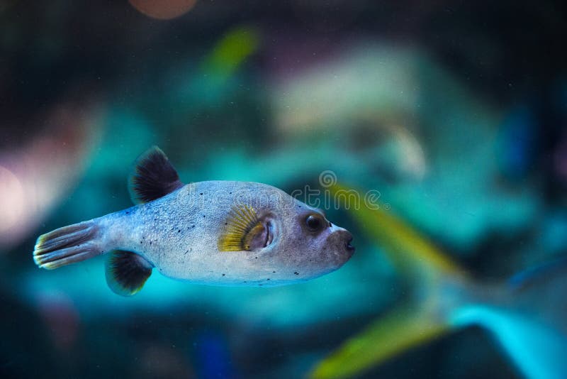 Puffer fish stock photo. Image of aquarium, diodon, diving - 156062686