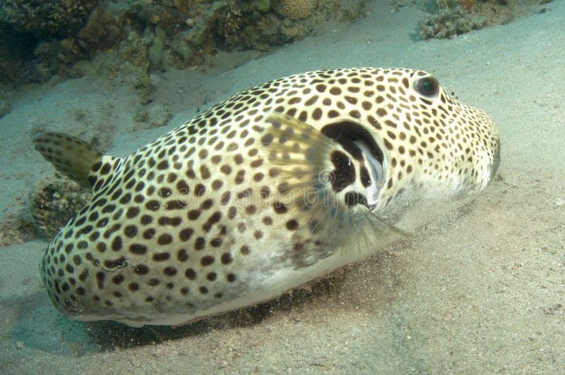 Puffer fish stock photo. Image of thailand, ocean, system - 24425546