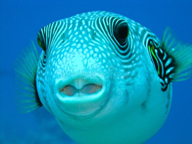 Spotted Puffer Fish stock photo. Image of spots, fins - 20520730
