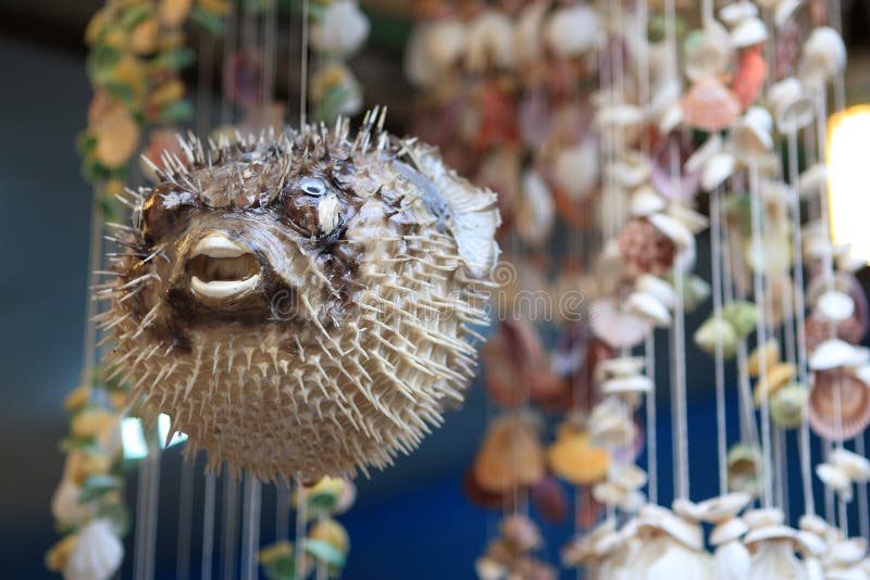 Puffer fish stock image. Image of puffer, globefish, safe - 8555405