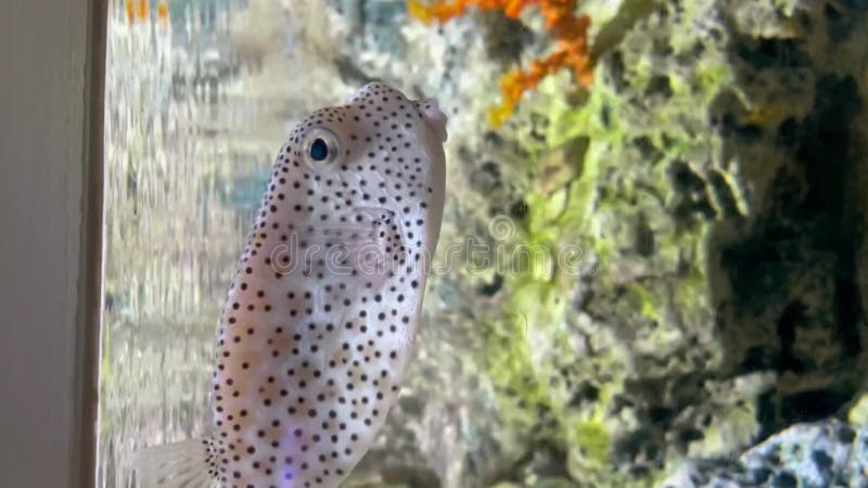 Puffer fish stock footage. Video of cycle, jellyfish - 235454522