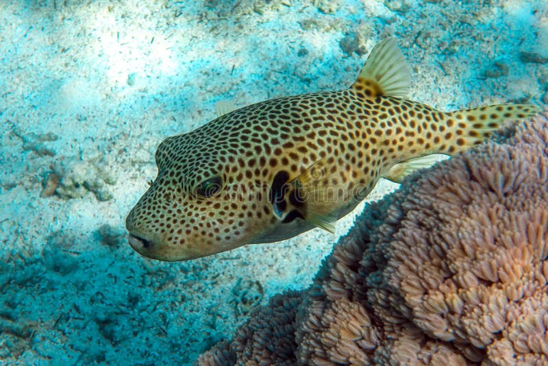 Puffer Fish - Arothron Hispidus in the Red Sea Stock Photo - Image of ...
