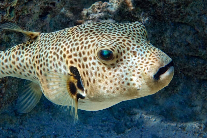 Puffer Fish - Arothron Hispidus in the Red Sea Stock Photo - Image of ...