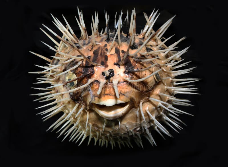 Spiky Fish Stock Images - Download 318 Royalty Free Photos