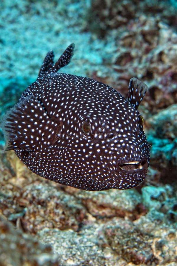 Blowfish or Puffer Fish in Ocean Stock Image - Image of diodon ...