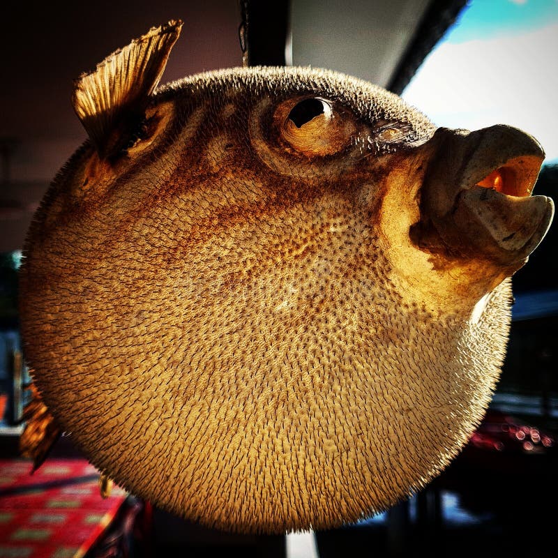 Sibuti Stock Photos - Free & Royalty-Free Stock Photos from Dreamstime