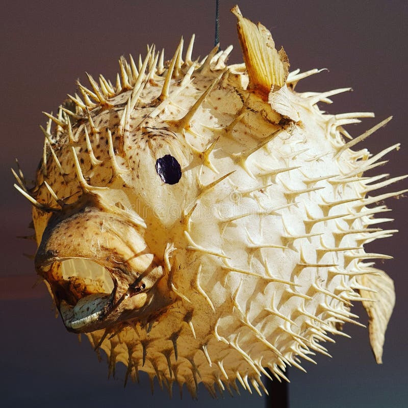 Puffer Fish Borneo Sibuti stock photo. Image of animal - 245563918