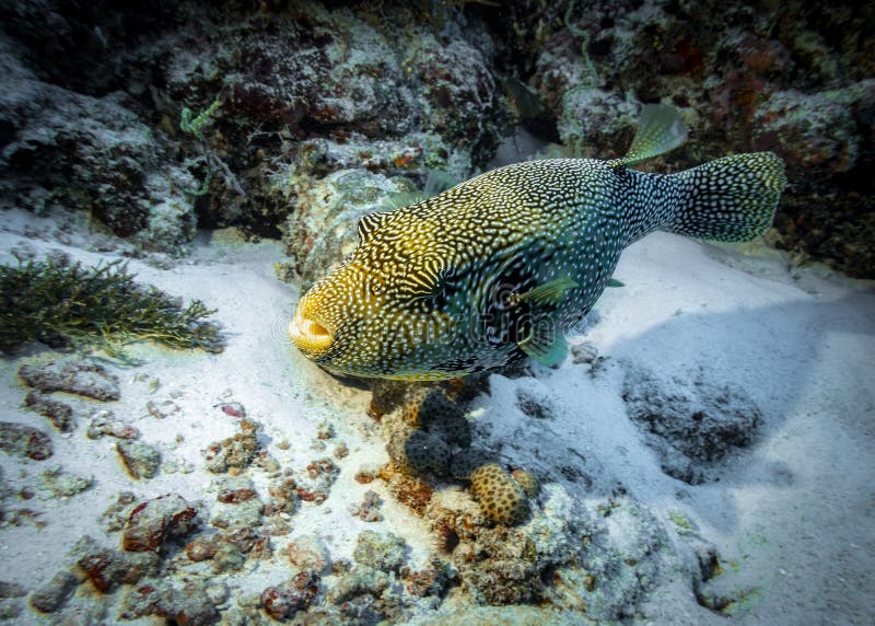 Fish at the Bottom of the Photo Stock Image - Image of ocean, travel ...