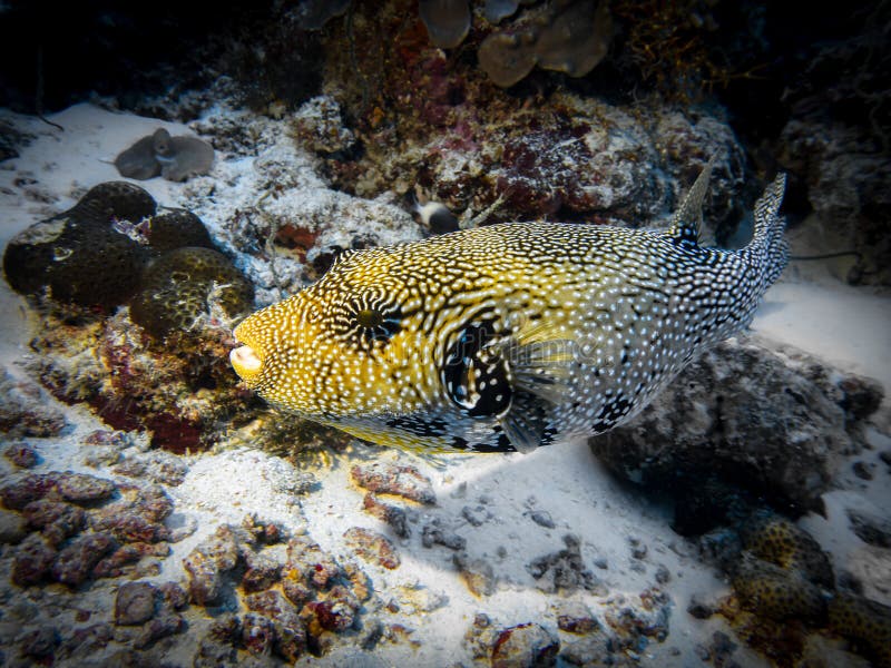 Puffer Fish at the Bottom of the Indian Ocean Stock Photo - Image of ...