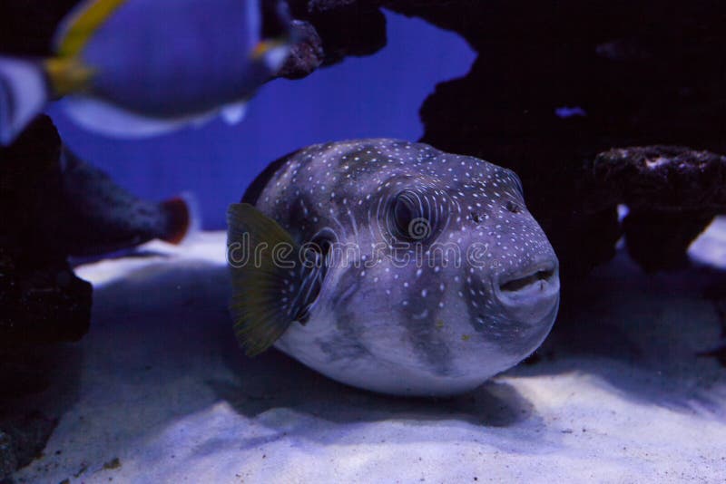 Puffer fish close up stock photo. Image of closeup, underseas - 85340414