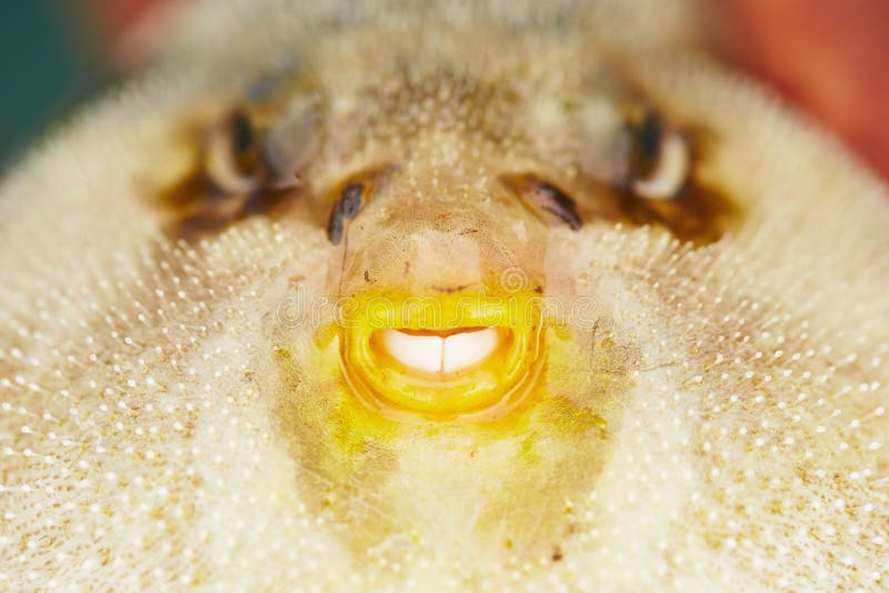 Fat Puffer Fish Stock Photos - Free & Royalty-Free Stock Photos from ...