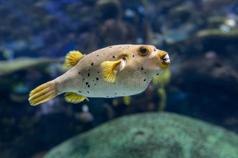 Puffer fish stock photo. Image of close, detail, reef - 305914054