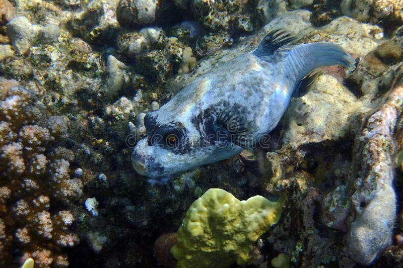 Puffer fish from Egypt stock photo. Image of tropical - 298721926