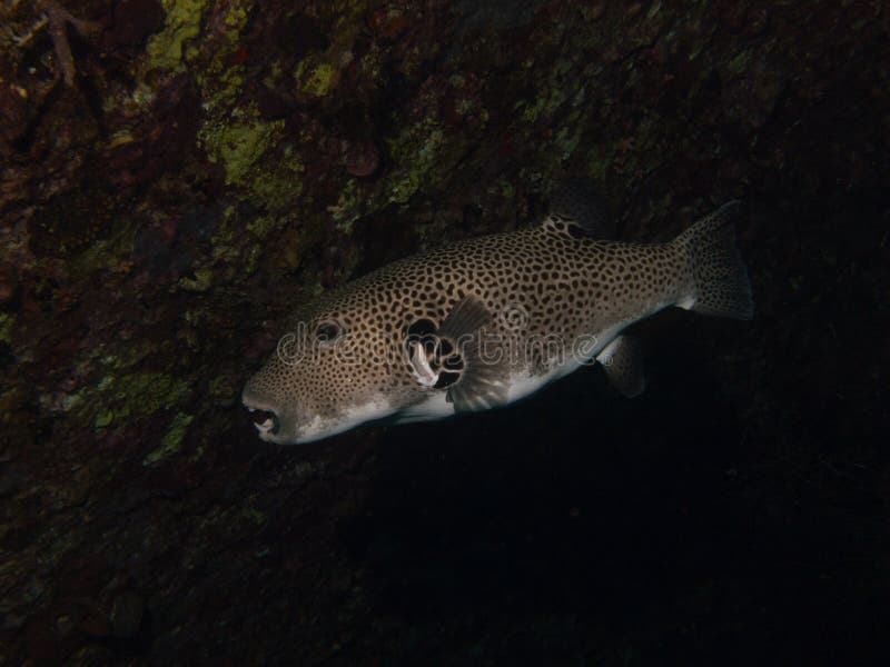 Puffer Fish Hiding in a Shadow Stock Photo - Image of environment ...