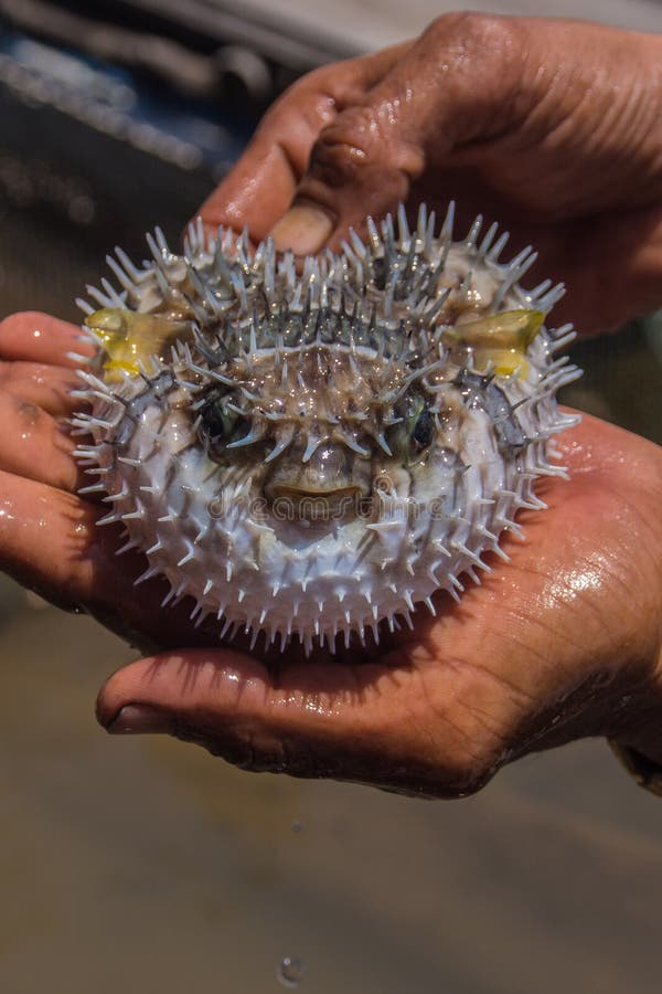 Puffer Fish stock photo. Image of nature, coast, animal - 54972338