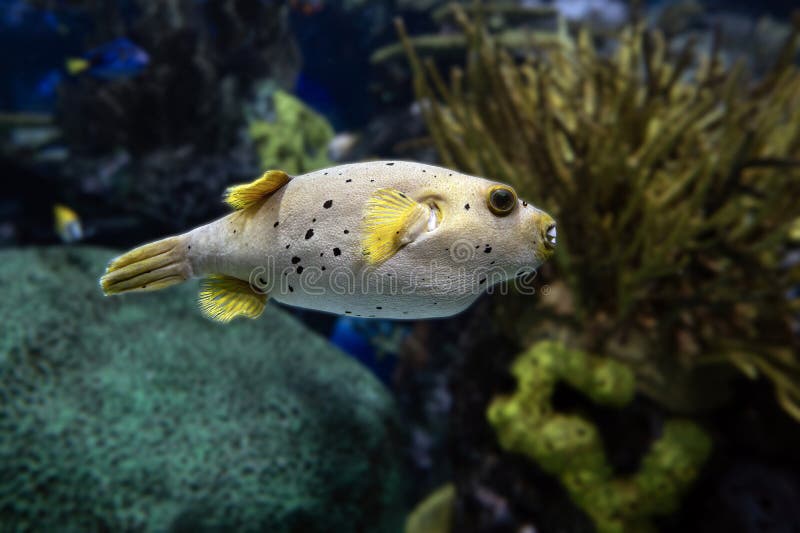 Puffer fish stock photo. Image of golden, reef, aquarium - 305914040