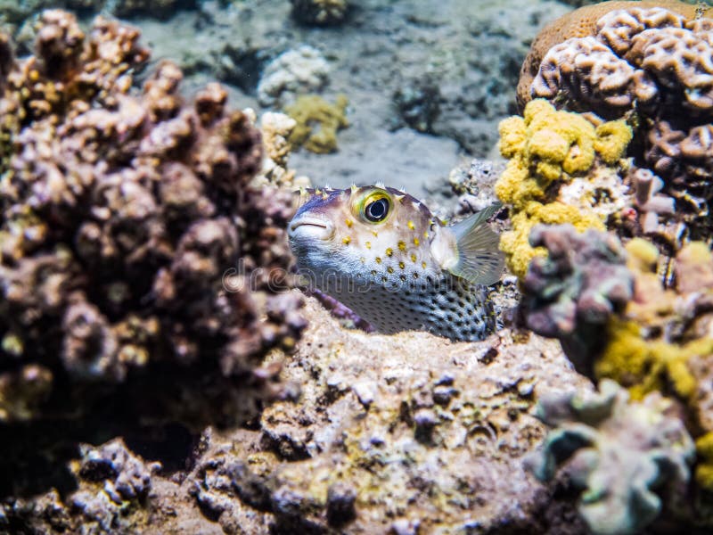 Puffer Fish in Red Sea, Aqaba, Jordan. Stock Photo - Image of swim ...