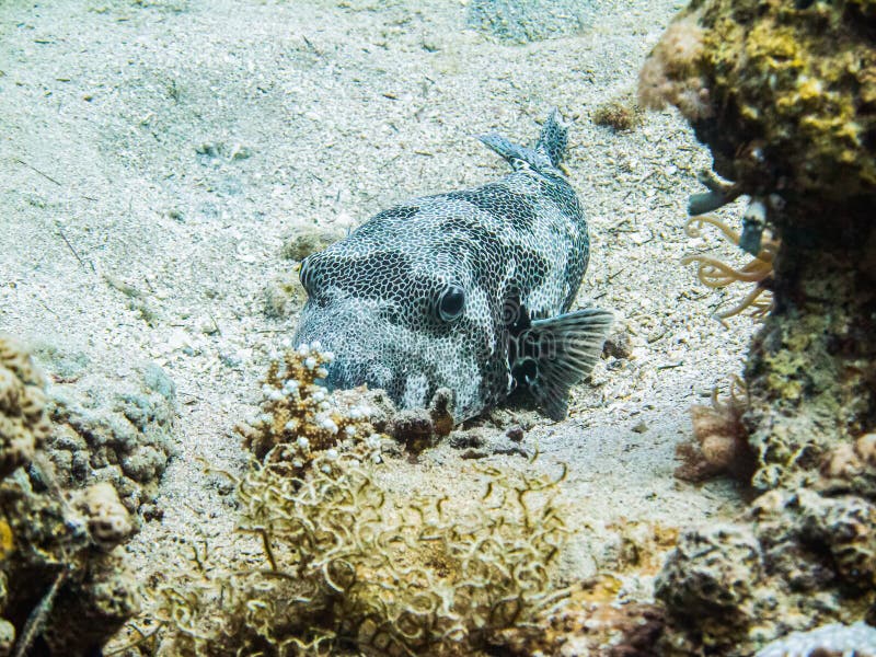 Puffer Fish in Red Sea, Aqaba, Jordan. Stock Photo - Image of aqaba ...